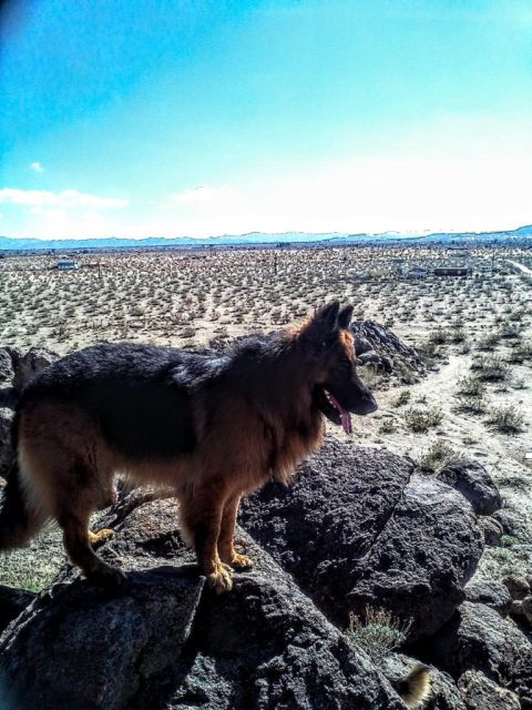 Blue Sea Shepherds | Blue Sea Shepherds